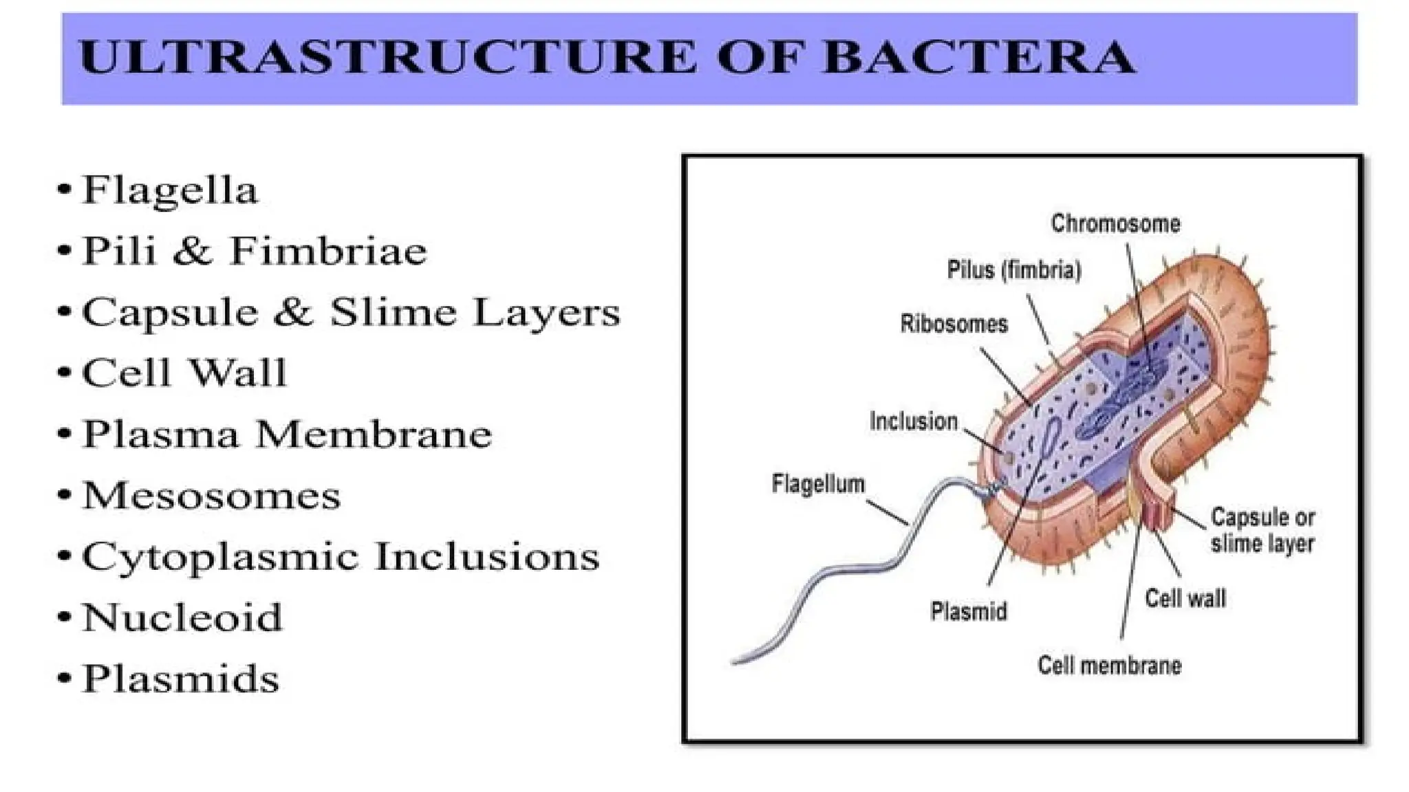 STRUCTURE OF BACTERIA AND ITS METABOLISM | PPT