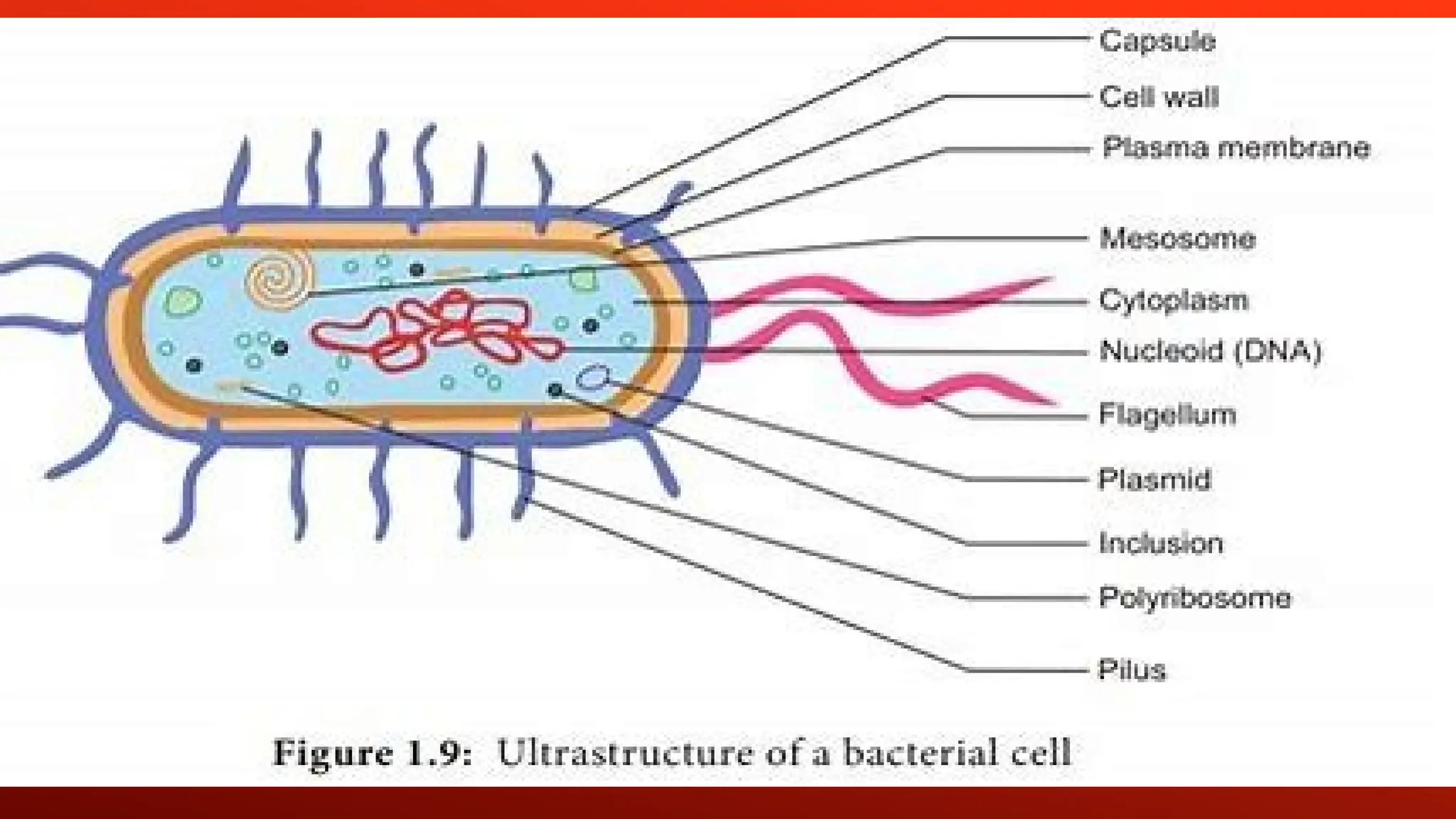 STRUCTURE OF BACTERIA AND ITS METABOLISM | PPT