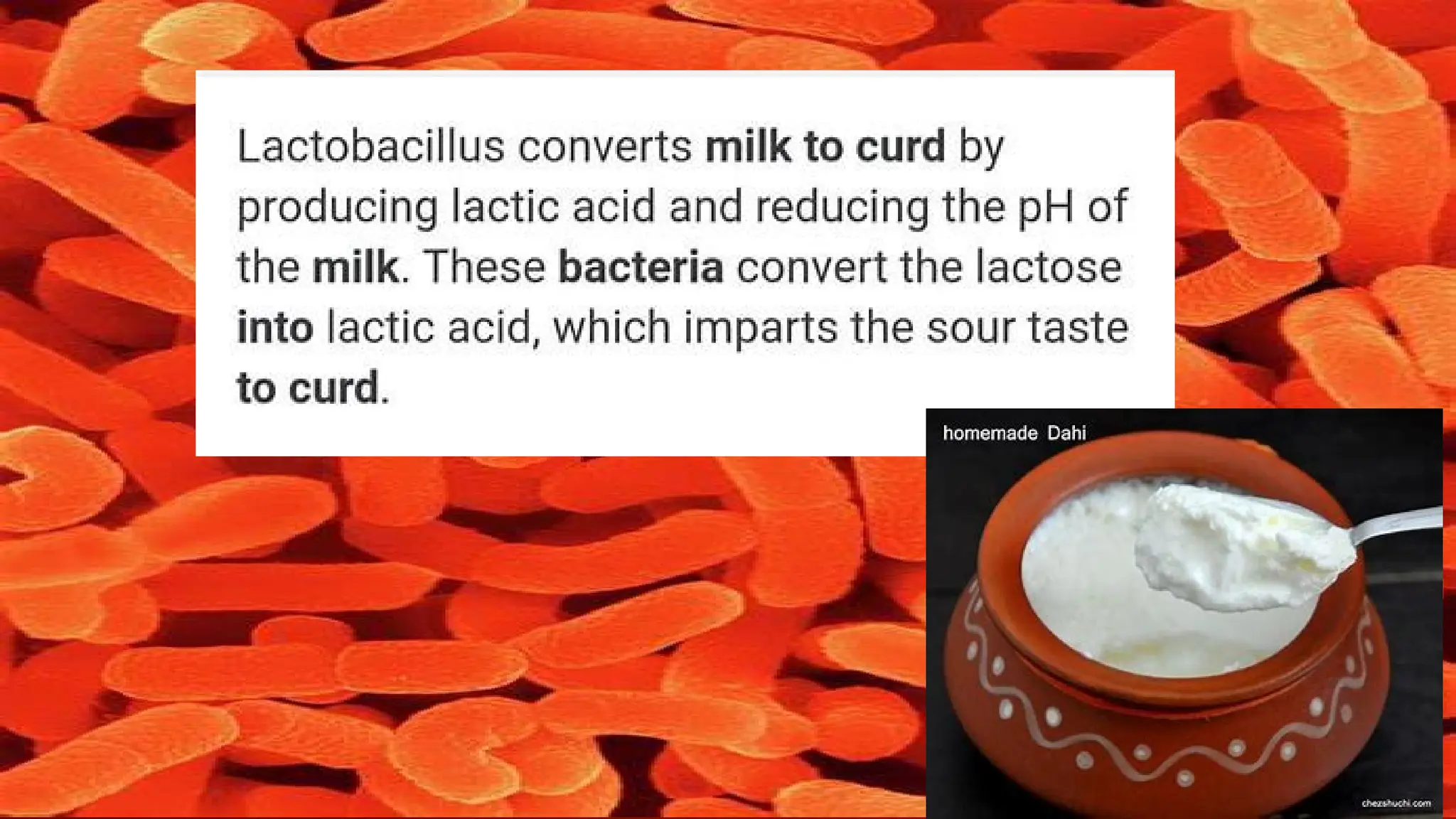 STRUCTURE OF BACTERIA AND ITS METABOLISM | PPT