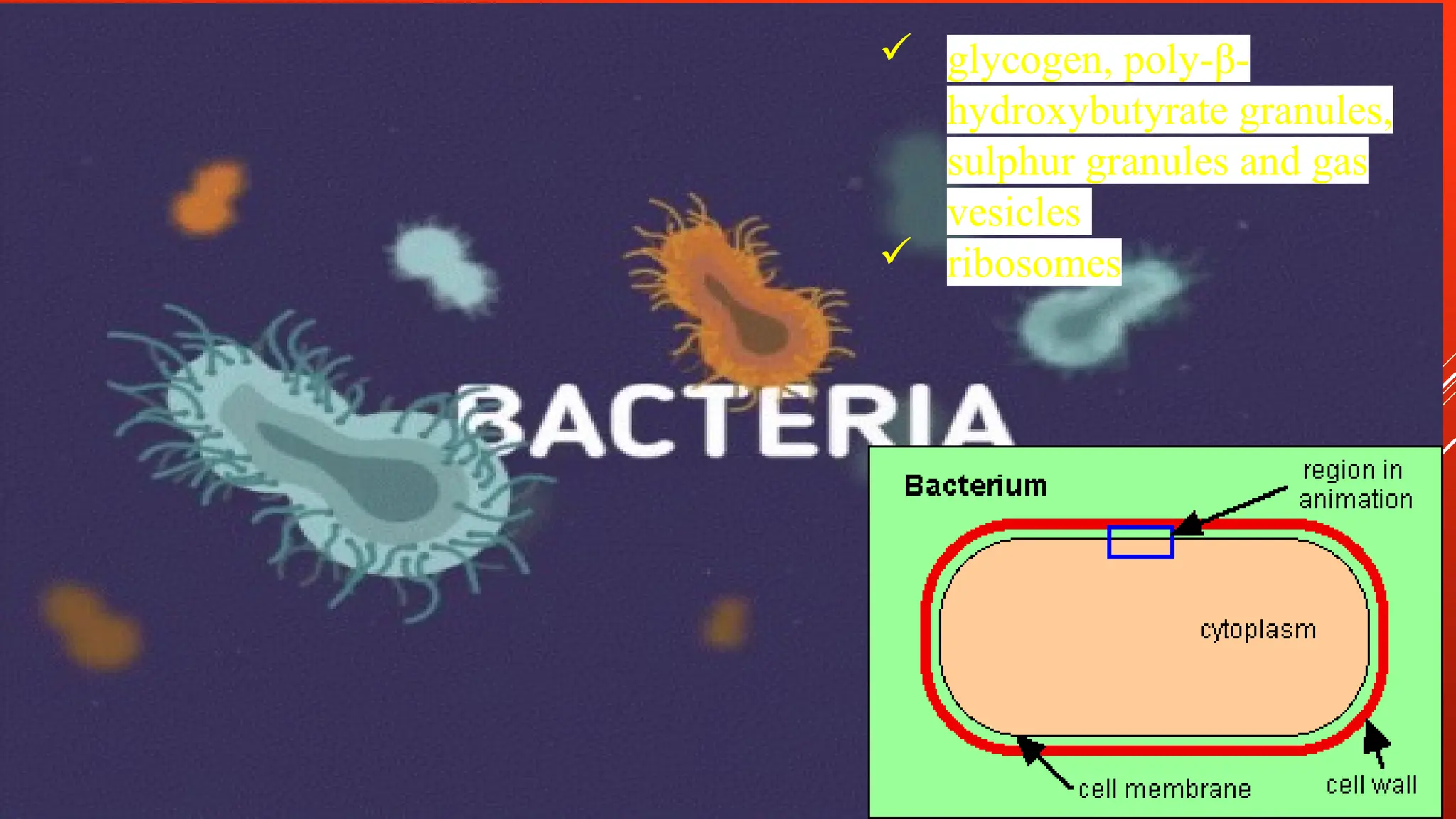 Structure Of Bacteria And Its Metabolism Ppt