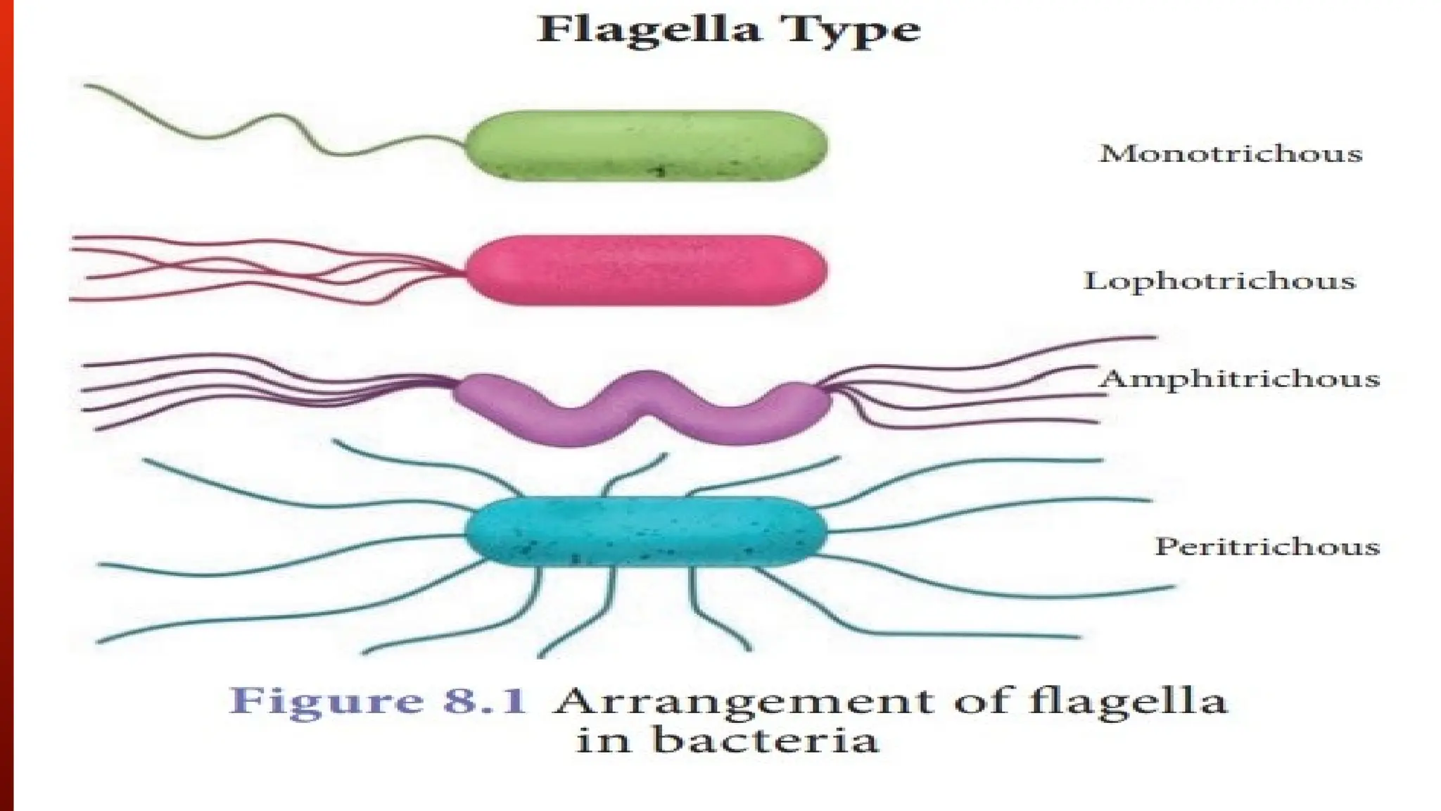 STRUCTURE OF BACTERIA AND ITS METABOLISM | PPT