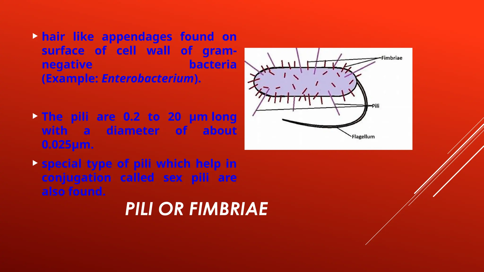 STRUCTURE OF BACTERIA AND ITS METABOLISM | PPT