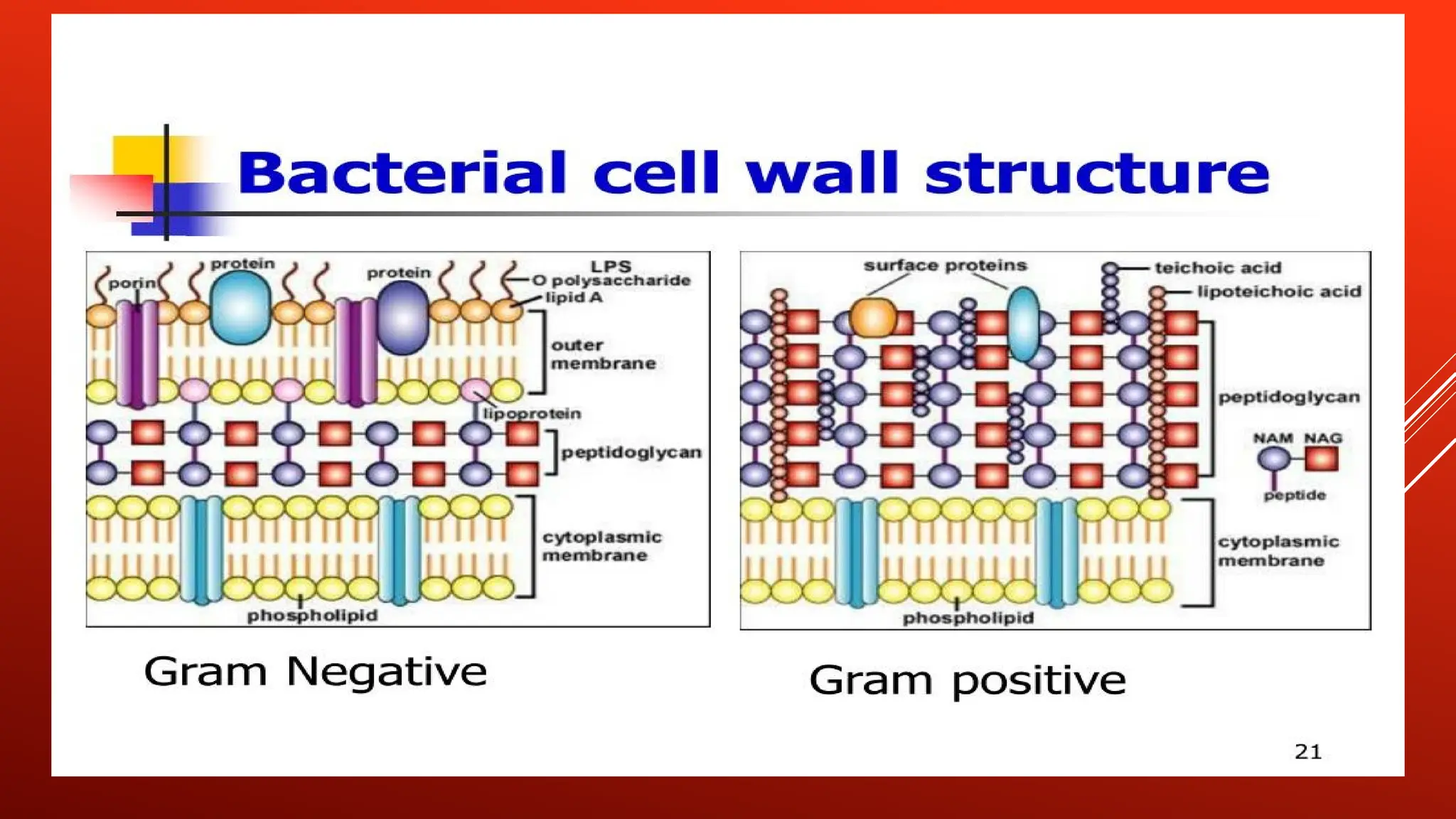 STRUCTURE OF BACTERIA AND ITS METABOLISM | PPT