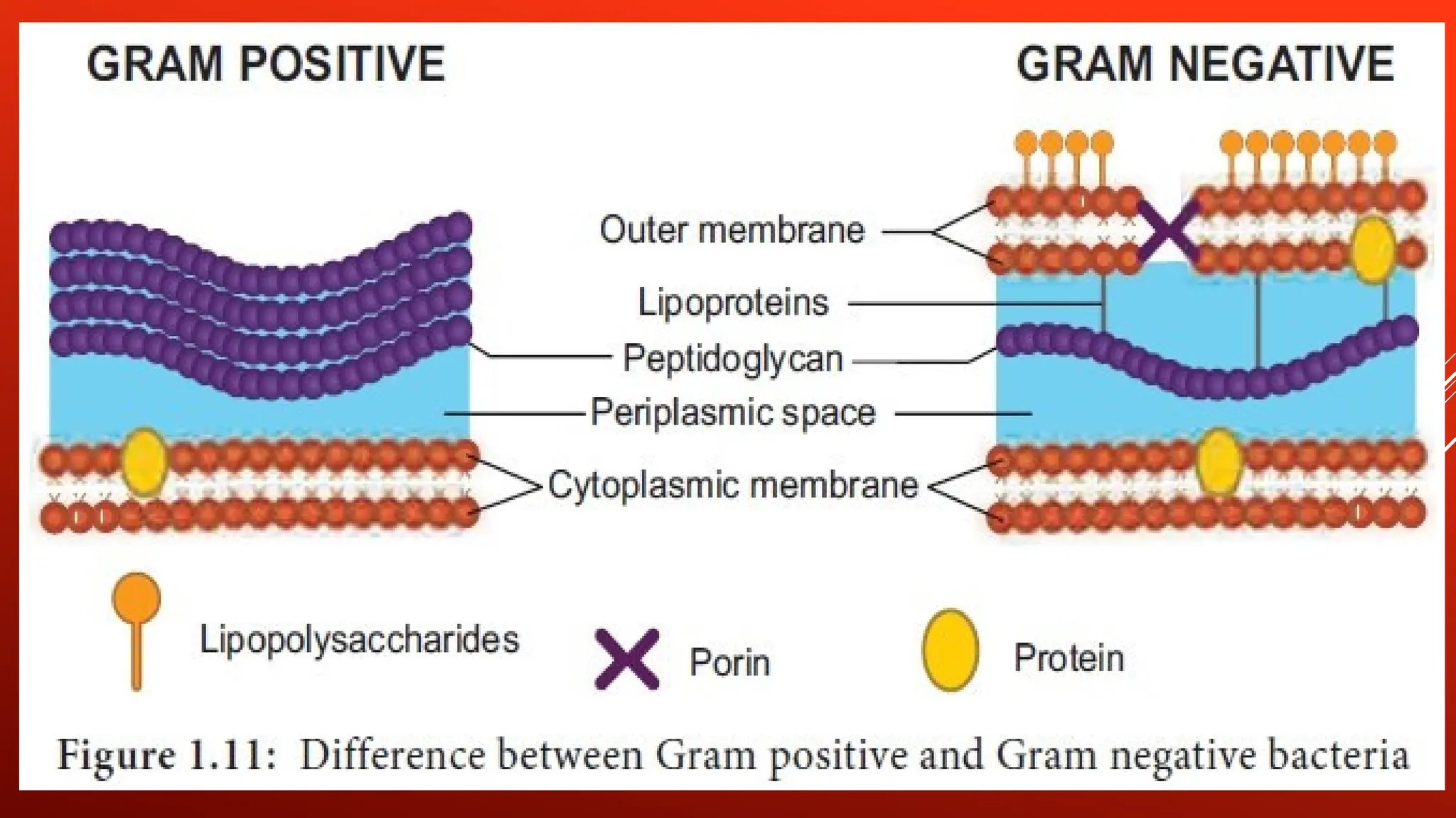 STRUCTURE OF BACTERIA AND ITS METABOLISM | PPT