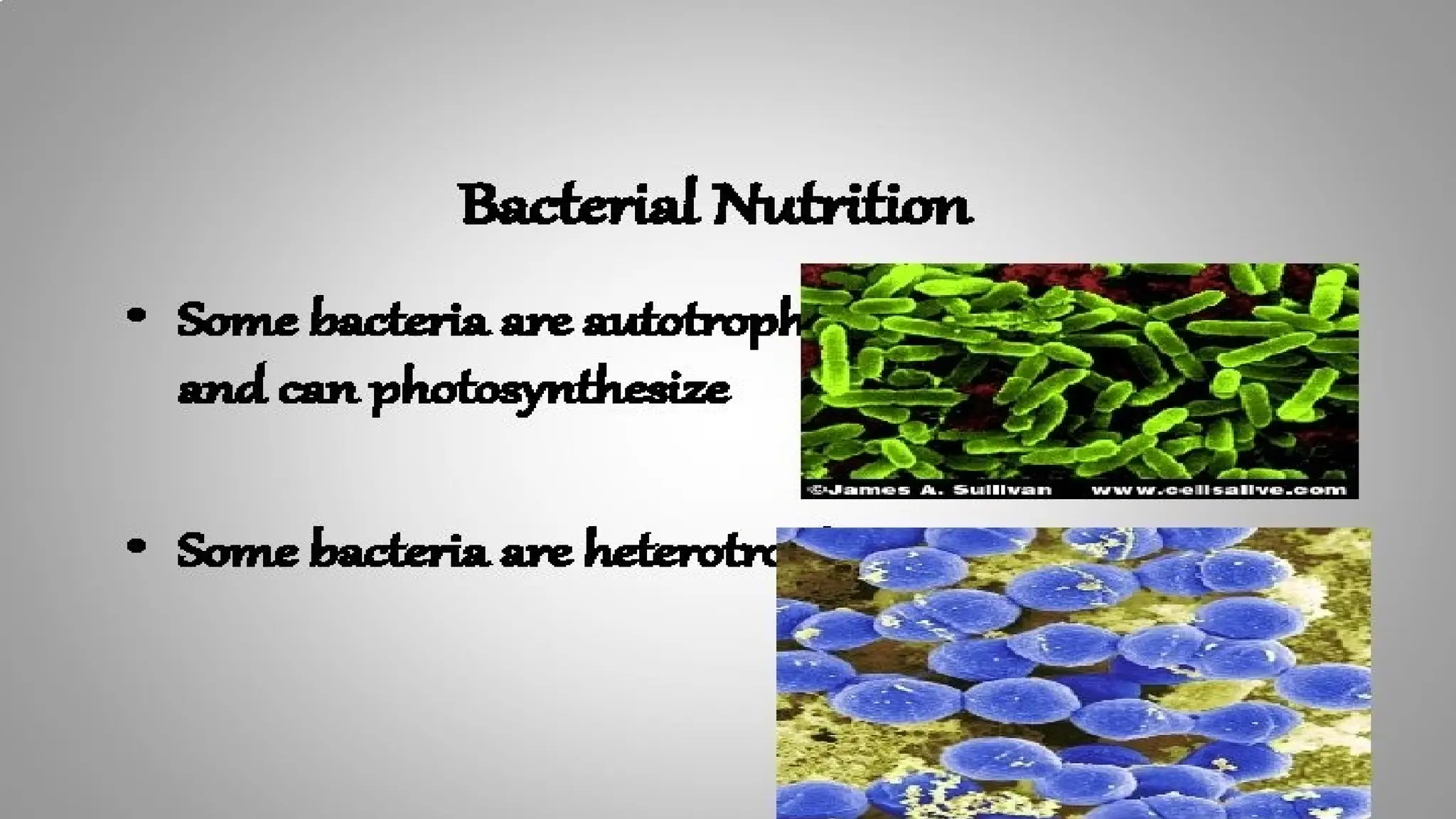 STRUCTURE OF BACTERIA AND ITS METABOLISM | PPT