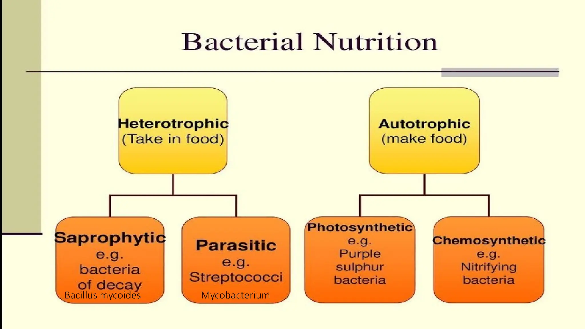 STRUCTURE OF BACTERIA AND ITS METABOLISM | PPT