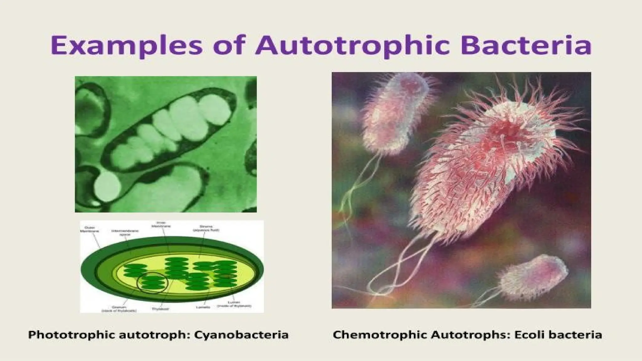 STRUCTURE OF BACTERIA AND ITS METABOLISM | PPT