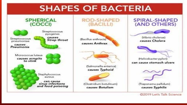 STRUCTURE OF BACTERIA AND ITS METABOLISM | PPT
