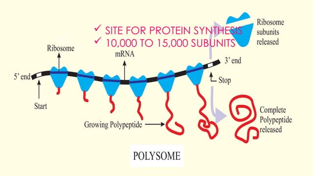 STRUCTURE OF BACTERIA AND ITS METABOLISM | PPT