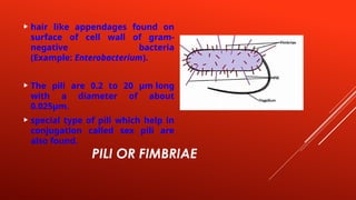 STRUCTURE OF BACTERIA AND ITS METABOLISM | PPTX