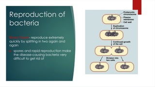 Bacteria presentation- structure, discovery | PPT