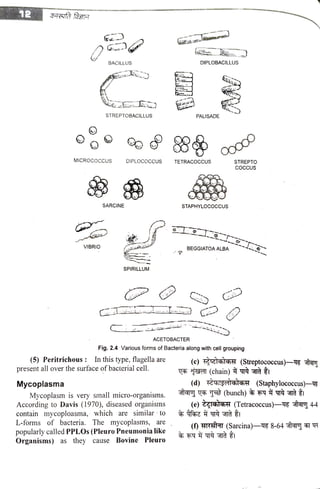 Bacteria Chapter in HIndi & English for B.Sc. Botany | PDF