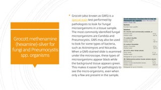 BACTERIA.pptxaaaaaaaaaaaaaaaaaaaaaaaaaaaaaaaaaaaaaaaaaaaaa | PPTX