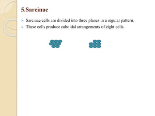 Bacteria, Different sizes and Shapes of of bacteria | PDF
