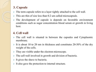Bacteria, Different sizes and Shapes of of bacteria | PDF