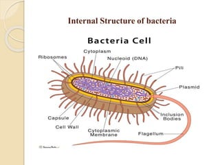 Bacteria, Different sizes and Shapes of of bacteria | PDF