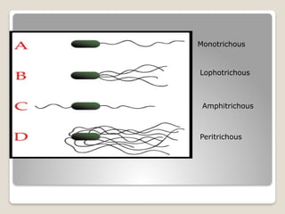 bacteria types and explanation new edit. | PPTX