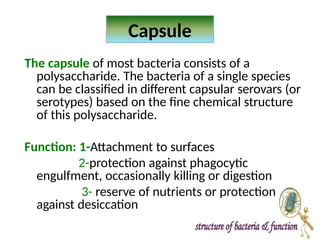 Bacteria, its structure in details with types of bacteria. | PPTX