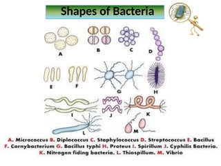 Bacteria, its structure in details with types of bacteria. | PPTX