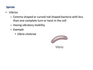 Pharmaceutical Microbiology - Bacteria - Classification & Nutrition | PPT