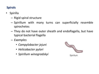 Pharmaceutical Microbiology - Bacteria - Classification & Nutrition | PPT