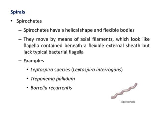 Pharmaceutical Microbiology - Bacteria - Classification & Nutrition | PDF
