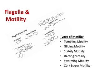 Pharmaceutical Microbiology - Bacteria - Classification & Nutrition | PPT