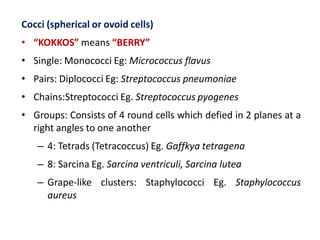Pharmaceutical Microbiology - Bacteria - Classification & Nutrition | PPT
