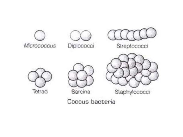 Pharmaceutical Microbiology - Bacteria - Classification & Nutrition ...