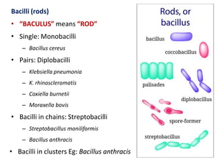 Pharmaceutical Microbiology - Bacteria - Classification & Nutrition | PPT