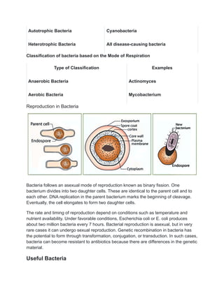 BACTERIA - DEFINITION, DIAGRAM, AND CLASSIFICATION.pdf