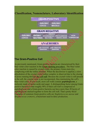 Bacteria - FULL INFO- | DOC