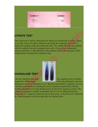 Bacteria - FULL INFO- | DOC | Chemistry | Science