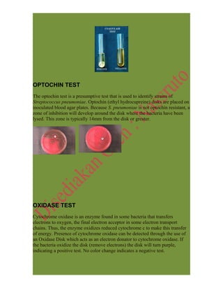 Bacteria - FULL INFO- | DOC | Chemistry | Science