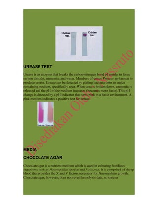 Bacteria - FULL INFO- | DOC | Chemistry | Science