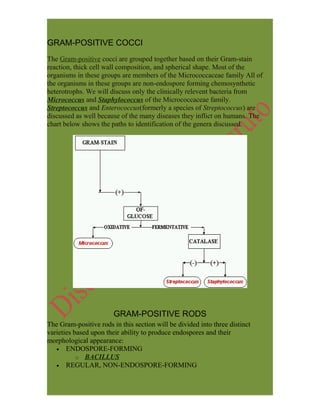 Bacteria - FULL INFO- | DOC | Chemistry | Science