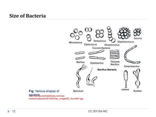 Bacteria - General Characters & a Closure Look | PPTX | Biological ...