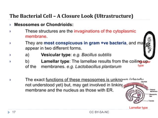 Bacteria - General Characters & a Closure Look | PPT