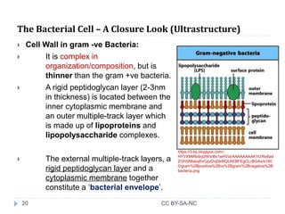 Bacteria - General Characters & a Closure Look | PPT