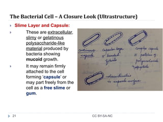 Bacteria - General Characters & a Closure Look | PPTX
