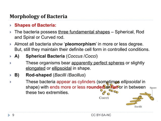 Bacteria - General Characters & a Closure Look | PPTX | Biological ...