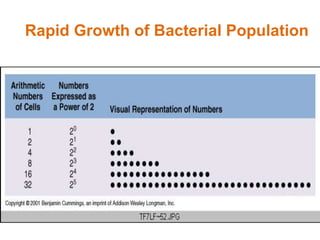Bacteria iii | PPT