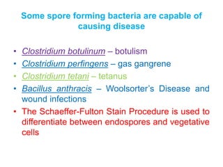 Bacteria ii | PPTX