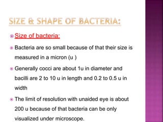 bacteria- lecture 3.pptx