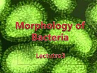 bacteria- lecture 3.pptx microbiology and Immunology | PPT