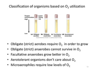 Bacteria morphology and classification | PPTX
