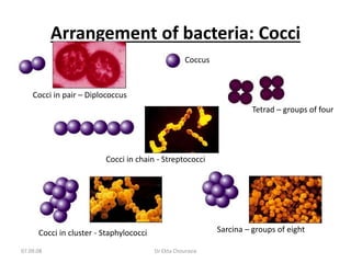 Bacteria morphology and classification | PPTX
