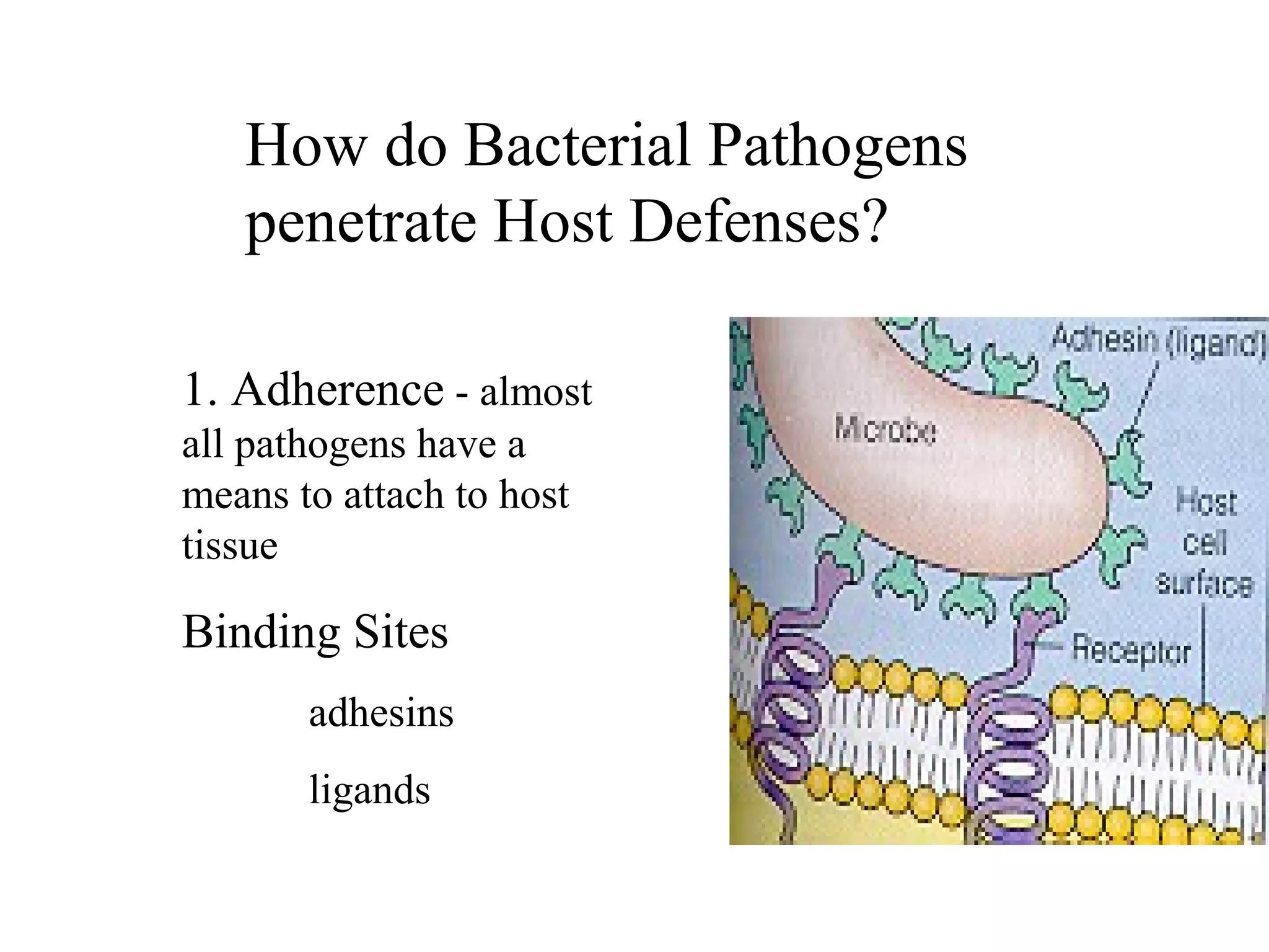 Bacterial Pathogenesis | PPT