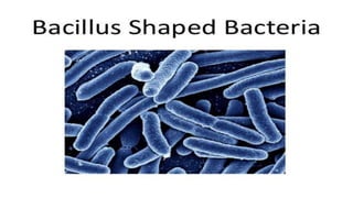 Bacteria | PPTX | Science