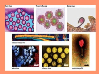 Bacteria and virus Notes | PPT